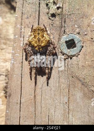 Knobbled Orbweaver (Socca pustulosa Stock Photo - Alamy