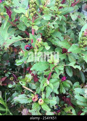 Inkweed (Phytolacca octandra Stock Photo - Alamy