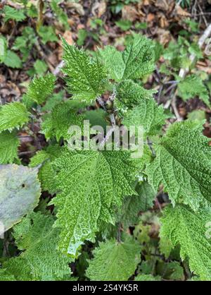 Japanese Nettle (Urtica thunbergiana Stock Photo - Alamy