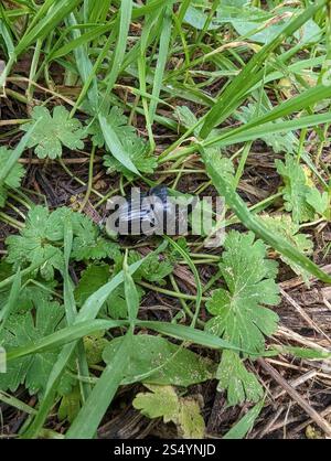 Spanish Dung Beetle (Copris hispanus) Insecta Stock Photo - Alamy