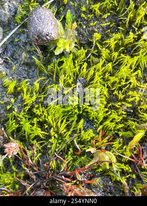 Clay Earth-moss (Archidium alternifolium Stock Photo - Alamy