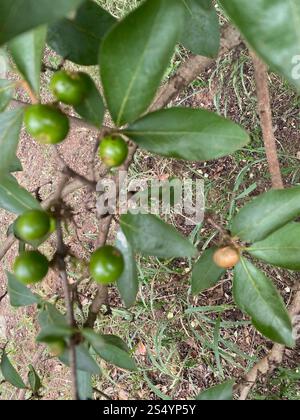 wild-medlar (Vangueria infausta Stock Photo - Alamy