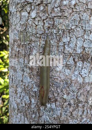 Red Triangle Slug, Triboniophorus graeffei. It is the largest native ...