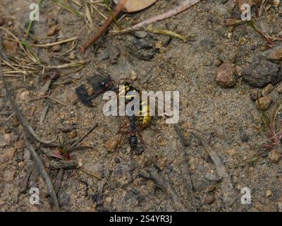 Tasmanian Inchman Ant (Myrmecia esuriens), Insecta, Hobart TAS ...