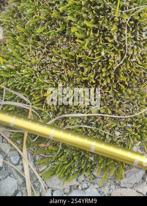 Stout Dwarf Broom (Carmichaelia monroi Stock Photo - Alamy