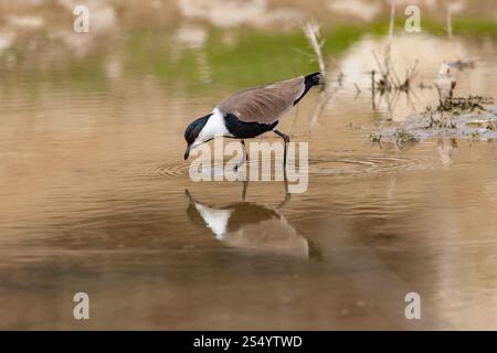 Spur-winged lapwing searching for food Stock Photo - Alamy