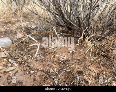 False Buffalograss (Munroa squarrosa Stock Photo - Alamy