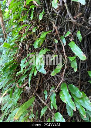 polypody family (Polypodiaceae Stock Photo - Alamy