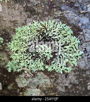 Tree Flute Lichen (Menegazzia subsimilis Stock Photo - Alamy