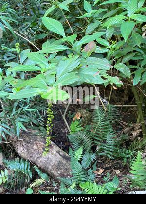 Mata de Mariposa (Gonzalagunia hirsuta), Plantae, Saint Peter, MS Stock ...