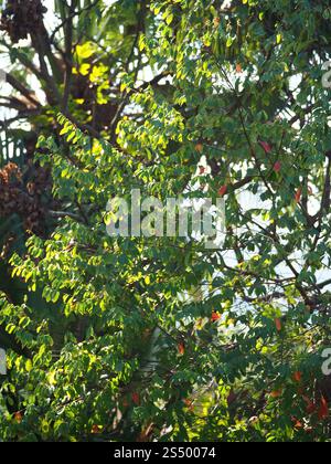 Pop-gun Seed (Bridelia tomentosa Stock Photo - Alamy