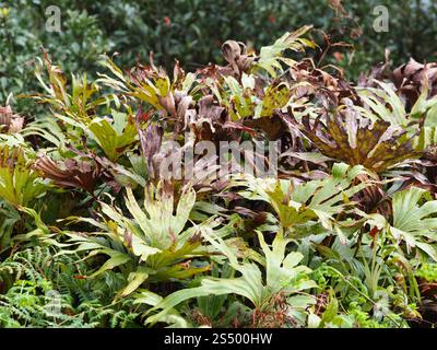 Broad-leaf Fern (Dipteris conjugata), Plantae, Mountain Province, PH ...
