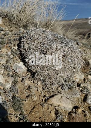 Threeleaf Milkvetch (Astragalus gilviflorus Stock Photo - Alamy