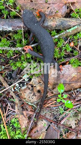 Red bellied newt (Taricha rivularis) a aquatic salamander from Northern ...