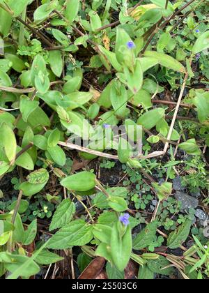 Blue Ears (Cyanotis Stock Photo - Alamy