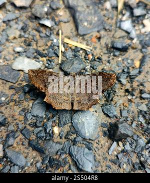 Common Spurwing (Antigonus erosus Stock Photo - Alamy