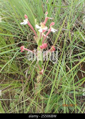 Short-tube Drumsticks (Zaluzianskya microsiphon Stock Photo - Alamy