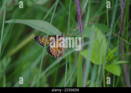 Harris's Checkerspot (Chlosyne harrisii Stock Photo - Alamy