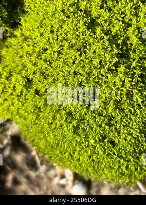 Bird's-Claw Beard-Moss (Barbula unguiculata Stock Photo - Alamy