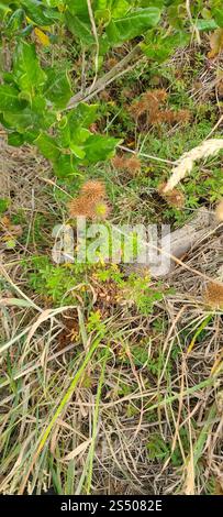 Sand bidibid (Acaena pallida Stock Photo - Alamy