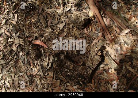 Australian Funnel-web Spiders (Atracidae Stock Photo - Alamy