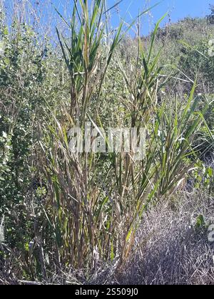 giant wild rye (Leymus condensatus), Plantae, Fort Ord National ...