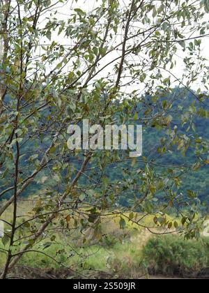 Formosan Alder (Alnus formosana Stock Photo - Alamy