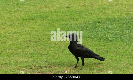 Eastern Jungle Crow (Corvus macrorhynchos levaillantii Stock Photo - Alamy