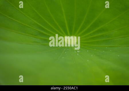 rain drops on a lotus leaf Stock Photo - Alamy