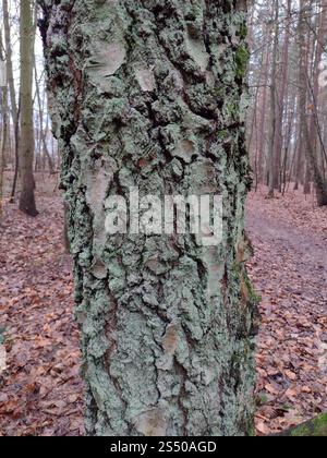 Common Dust Lichen (Lepraria incana), Fungi, Sheffield Park TN22 3QX ...