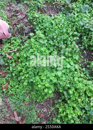 prairie buttercup (Ranunculus platensis Stock Photo - Alamy