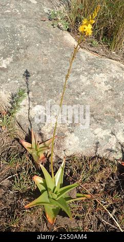 Broad-leaved Bulbine (Bulbine latifolia latifolia Stock Photo - Alamy