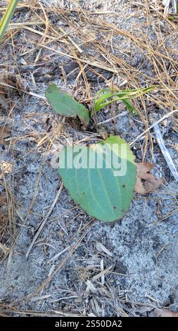 Florida Indian Plantain (Arnoglossum floridanum), Plantae, Silver ...