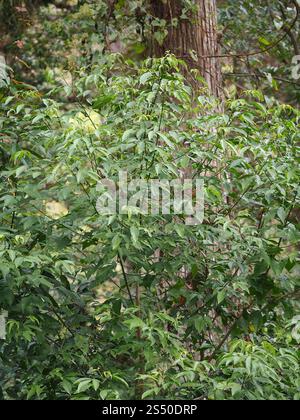 Thin-Evodia (Melicope pteleifolia Stock Photo - Alamy
