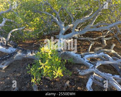 cimarron plum (Cyrtocarpa edulis Stock Photo - Alamy