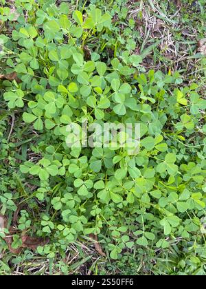 bur clover (Medicago polymorpha Stock Photo - Alamy