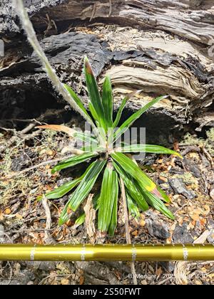 Common Mountain Daisy (Celmisia spectabilis spectabilis Stock Photo - Alamy