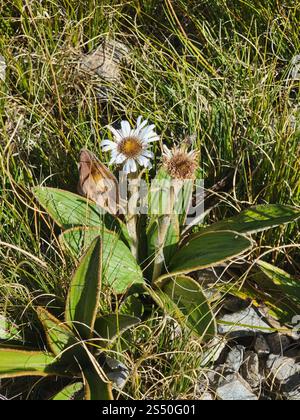 Mountain Daisy (Celmisia traversii Stock Photo - Alamy