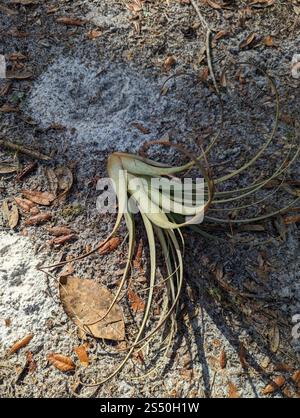 Mexican Bromeliad Weevil (Metamasius callizona Stock Photo - Alamy