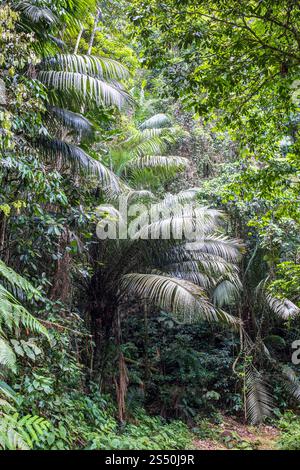 Jungle Fauna on the Hiking trail to Sono Beach near Paraty, Rio De ...