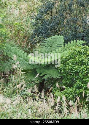 Flying spider monkey tree fern Stock Photo - Alamy