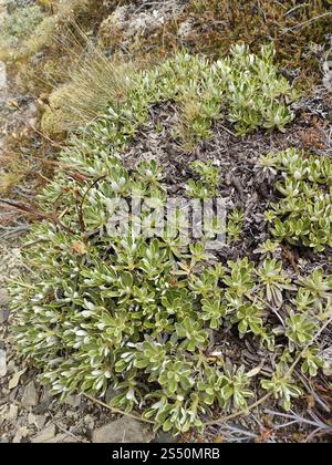 Strap- leaved Daisy (Celmisia angustifolia) Plantae Stock Photo - Alamy