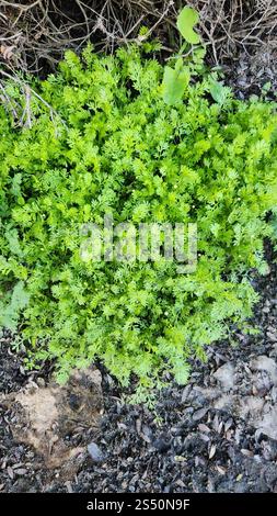 Common Cotula (Cotula australis Stock Photo - Alamy