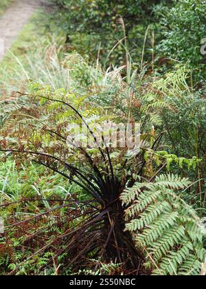Spiny Tree Fern (Alsophila spinulosa), Plantae, 台灣南投縣 Stock Photo - Alamy