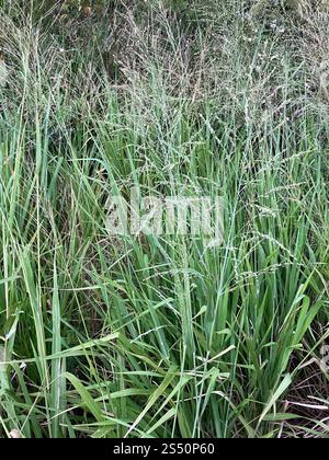 guinea grass (Megathyrsus maximus Stock Photo - Alamy