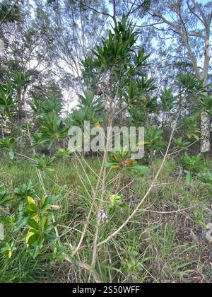 Duboisia myoporoides Duboisia myoporoides Stock Photo - Alamy