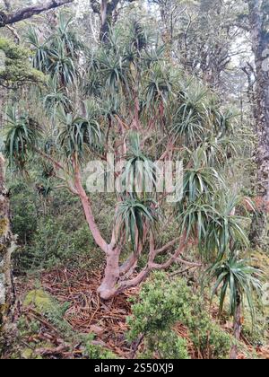 mountain neinei (Dracophyllum traversii Stock Photo - Alamy