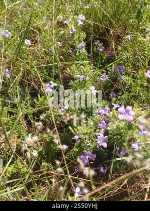 Blue Bushviolet (Barleria obtusa Stock Photo - Alamy