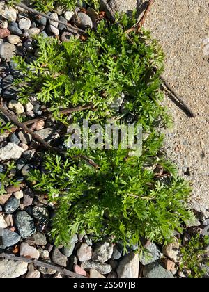 Common Cotula (Cotula australis Stock Photo - Alamy