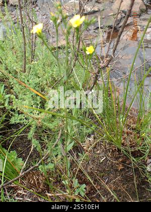 Wild Flax (Linum thunbergii Stock Photo - Alamy